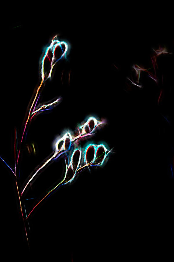 Willow Spring Digital Art by Mo Barton - Fine Art America