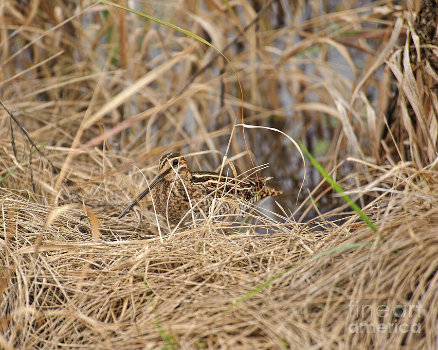 Wilson's Snipe in Grasses Photograph by Timothy Flanigan | Fine Art America