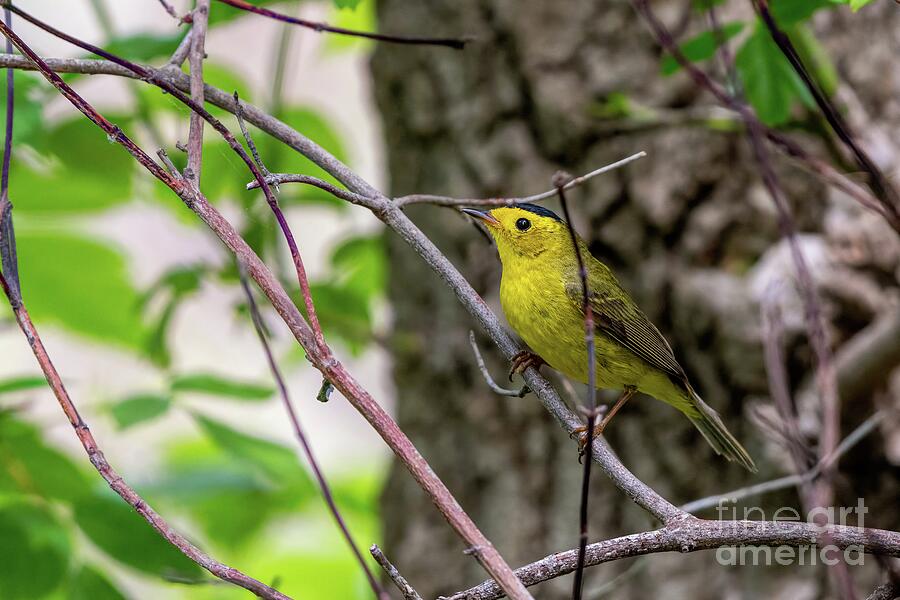 Wilson's Warbler Photograph by Jennifer Jenson - Fine Art America