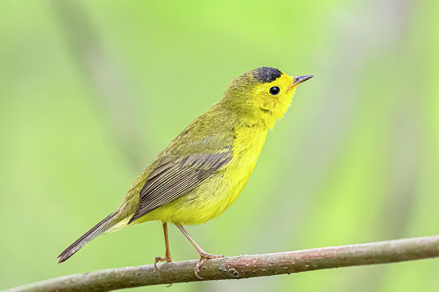Wilson's Warbler Perched #1 Photograph by Morris Finkelstein - Fine Art ...