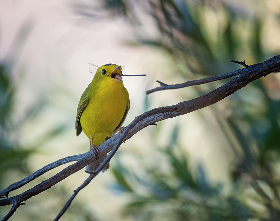 Wilson's Warbler Swallows a Damselfly Photograph by Loree Johnson | Pixels