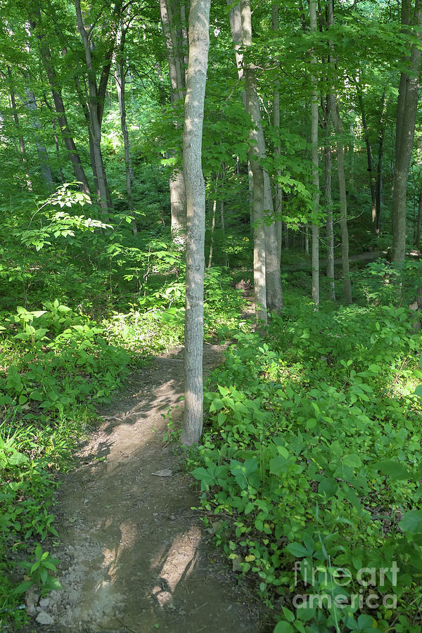 Winding path through the forest Photograph by Bentley Davis - Fine Art ...