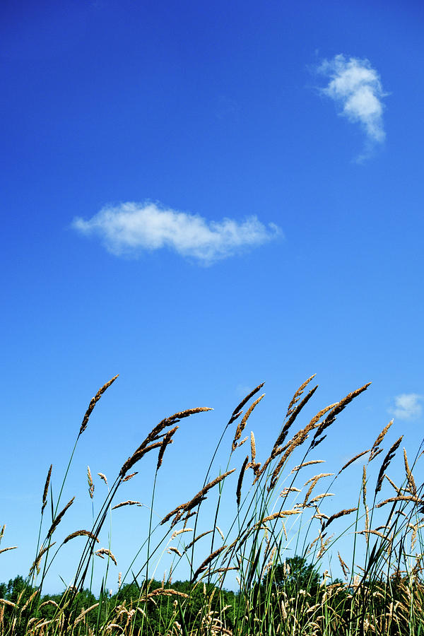 Windy Morning Photograph by David Toy PeakLight Photography - Fine Art ...