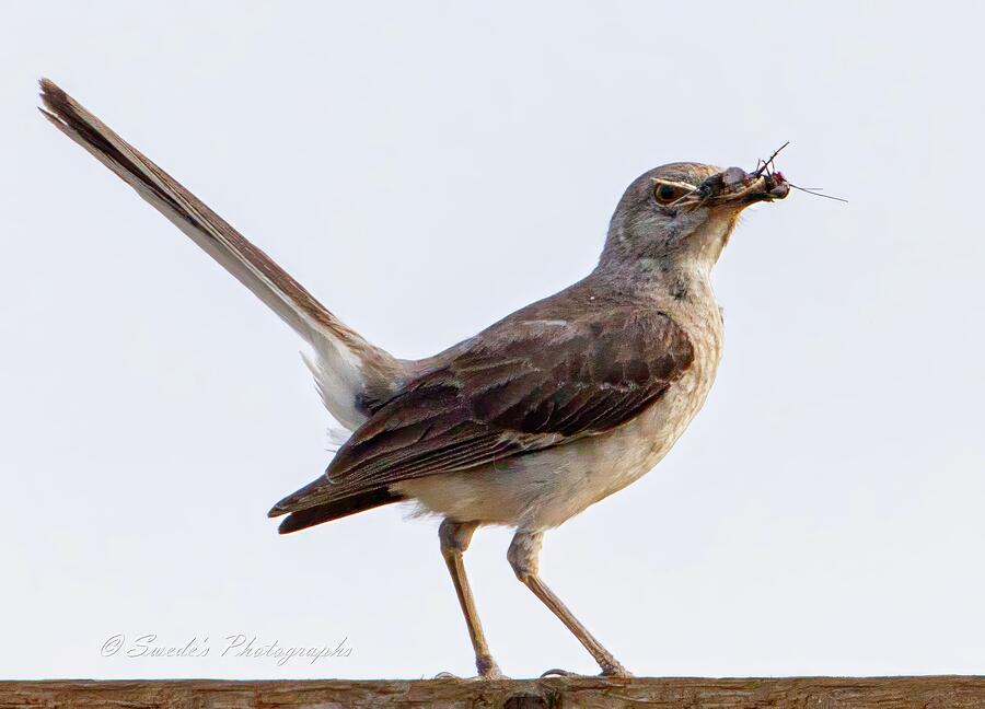 Winged Predator Photograph by Coy Pearson - Pixels