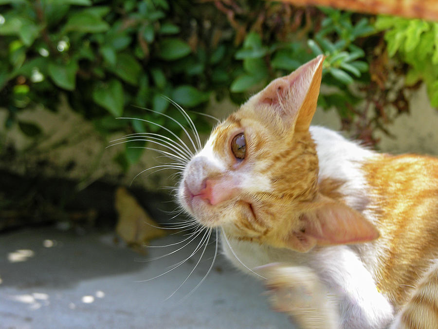 Winking cat Photograph by DSLucas - Fine Art America