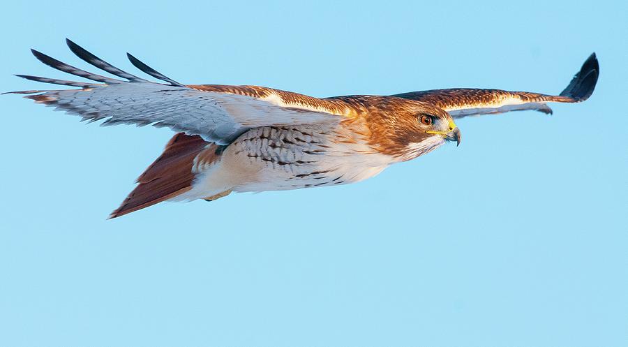 Winter Red-tailed Hawk Photograph by Ray Whitt - Fine Art America