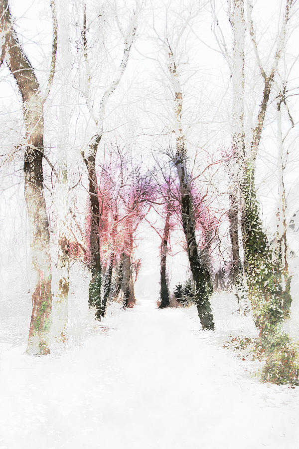 Winter Tree Lined Path Photograph by Amy Sorvillo - Fine Art America