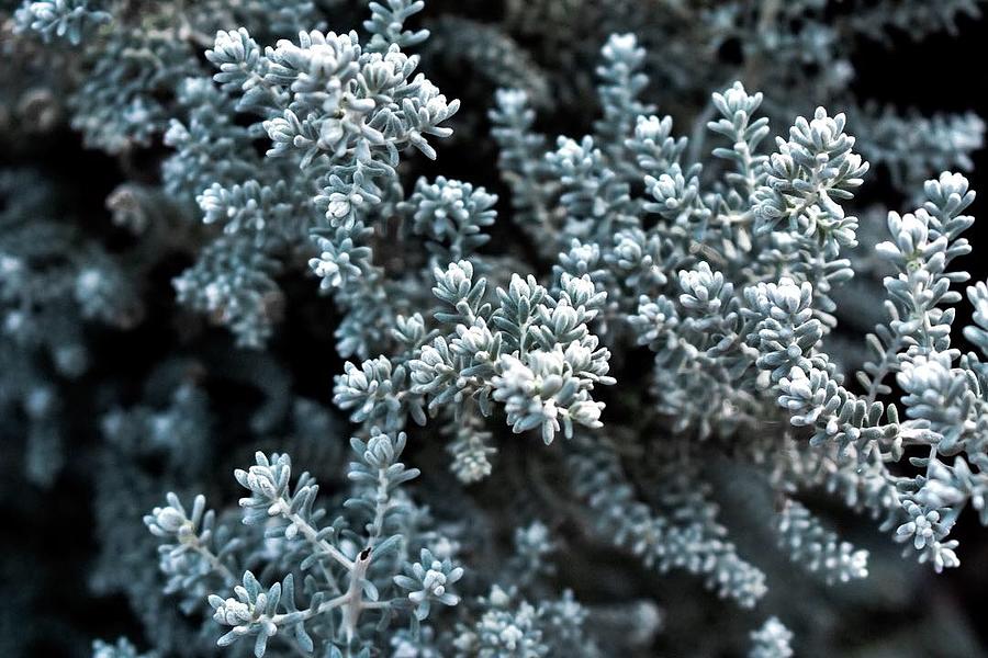 Winter White Photograph by Duy Do - Fine Art America