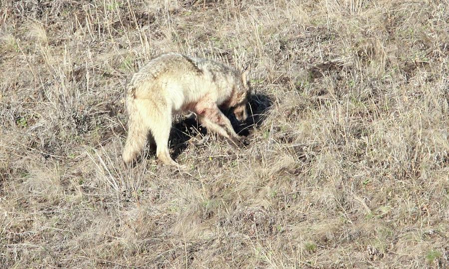 Wolf Digging Photograph by Rachel Limpus - Fine Art America