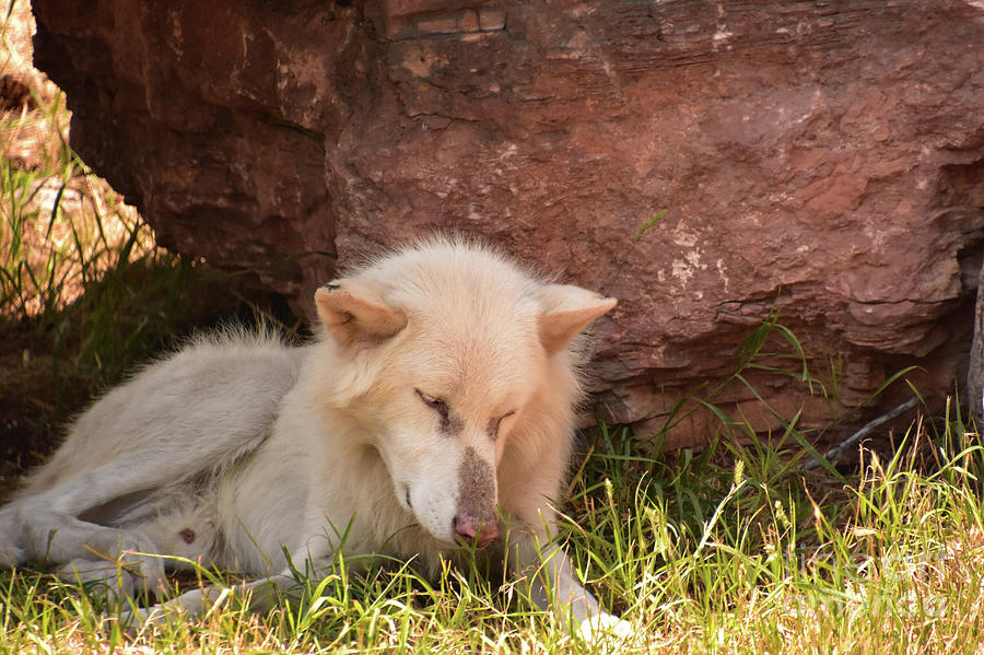 Wolf in the Shade of a Rock Den in the Wild Photograph by DejaVu ...