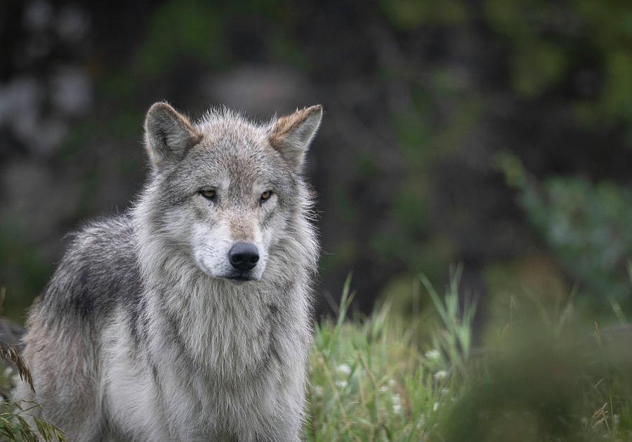 Wolf Photograph by Jonathan Abrams - Fine Art America