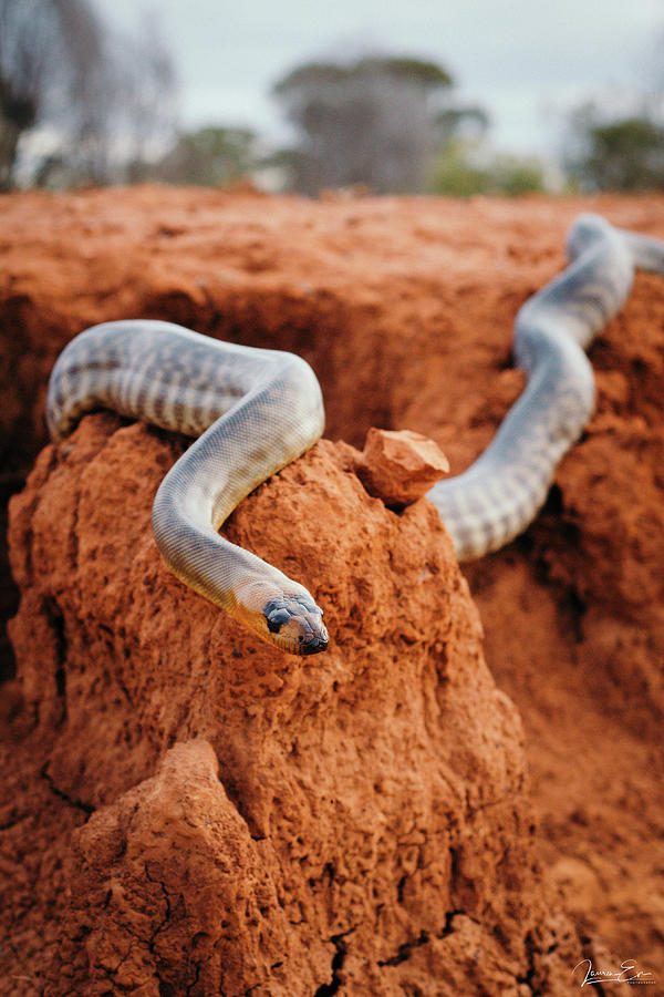 Woma Python in Red Earth Photograph by Lauren Lowther - Fine Art America