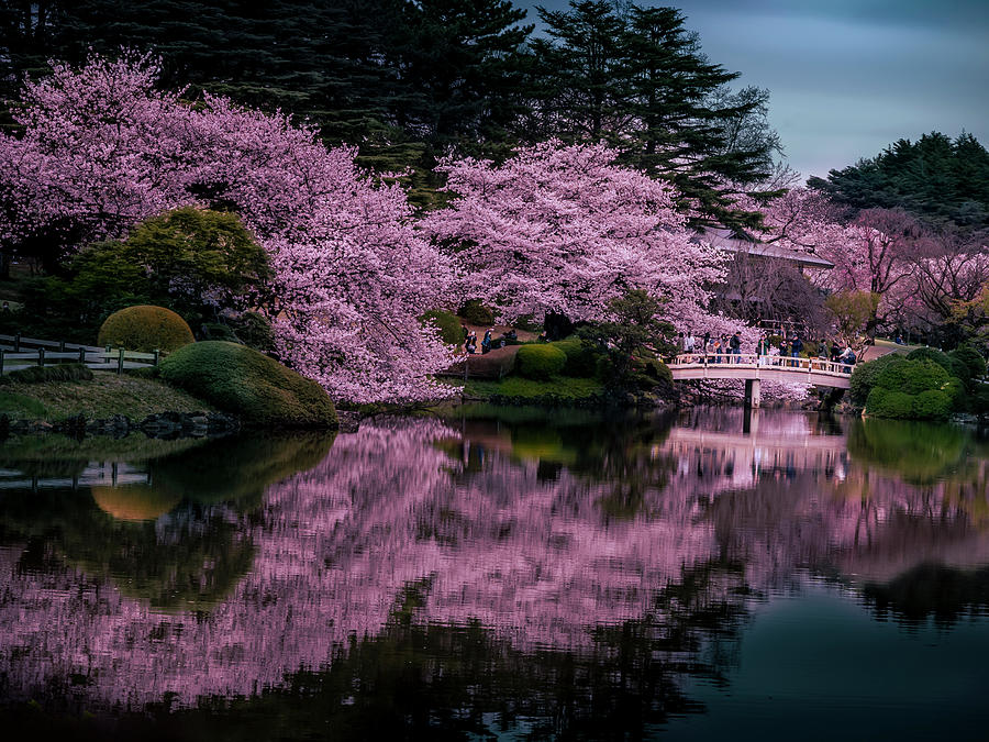 Wonderful spring season cherry blossom nature Photography water ...