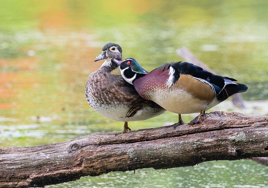 Wood Ducks in Autumn Photograph by Ray Whitt - Fine Art America