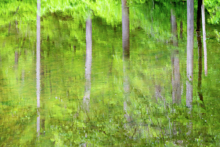 Woodland Waters Photograph by Todd Henson - Fine Art America