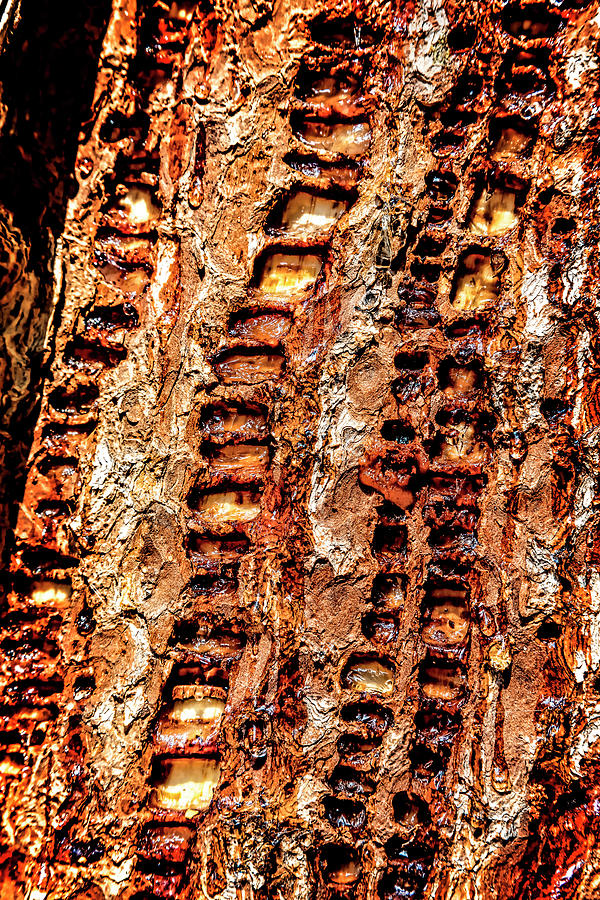 Woodpecker Sapsucker Photograph by Kelley King - Fine Art America