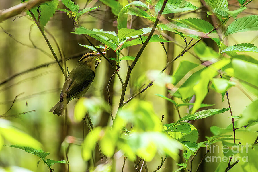 Worm-eating Warbler Photograph by Jennifer Jenson - Fine Art America