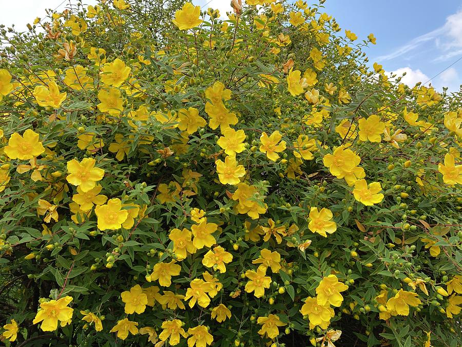 Yellow Bush in Bradford, UK Photograph by Derek Oldfield | Fine Art America