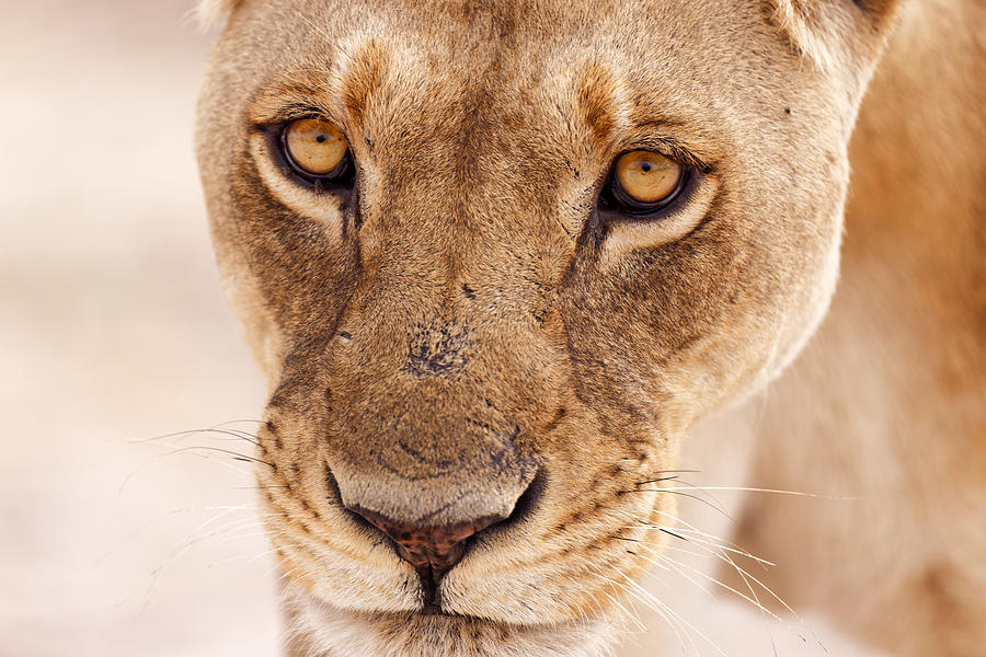 Yellow eyes Photograph by DaBao Zi - Fine Art America