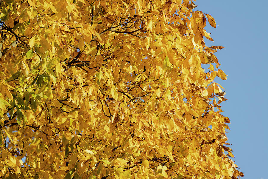 Yellow Fall Leaves on the Shagbark Hickory Tree Photograph by Jack R ...