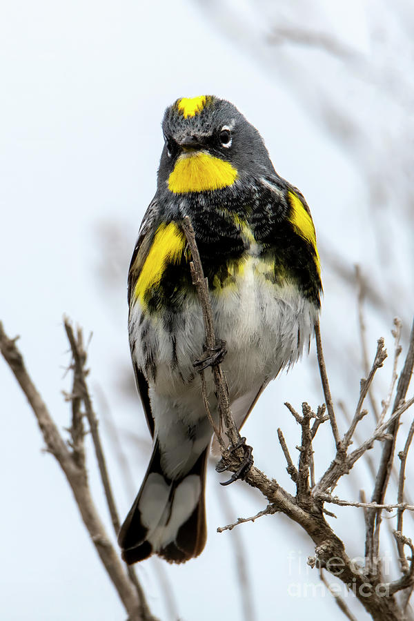 Yellow Rumped Warbler Portrait Photograph by Michael Dawson - Fine Art ...