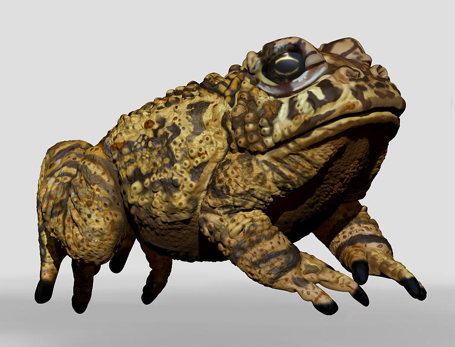 Yellow Toad Digital Art by Kelly Johnson - Fine Art America