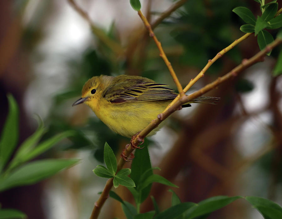 Yellow Warbler Female Photograph by David Salter - Fine Art America