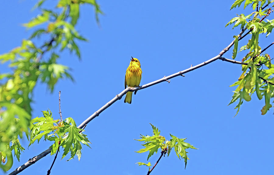 Yellow Warbler In Song Photograph by Debbie Oppermann - Fine Art America