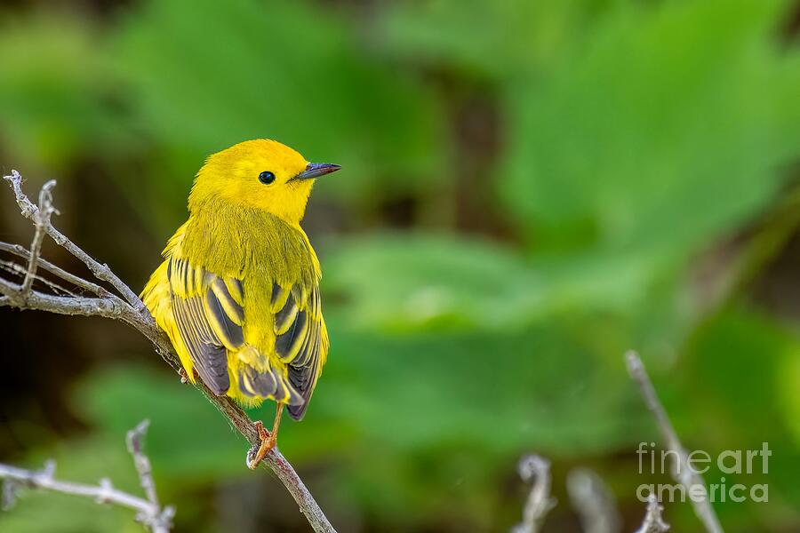 Yellow Warbler Photograph by Jennifer Jenson - Fine Art America