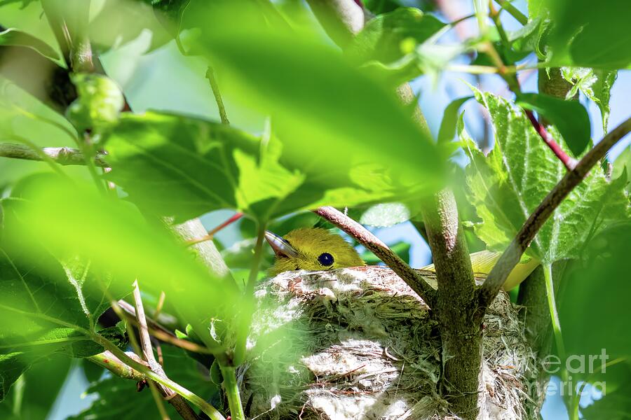 Yellow Warbler Nest Photograph by Jennifer Jenson - Fine Art America