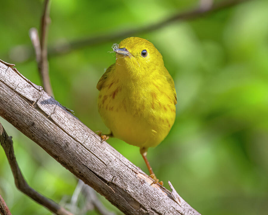 Yellow Warbler Perched #2 Photograph by Morris Finkelstein - Fine Art ...