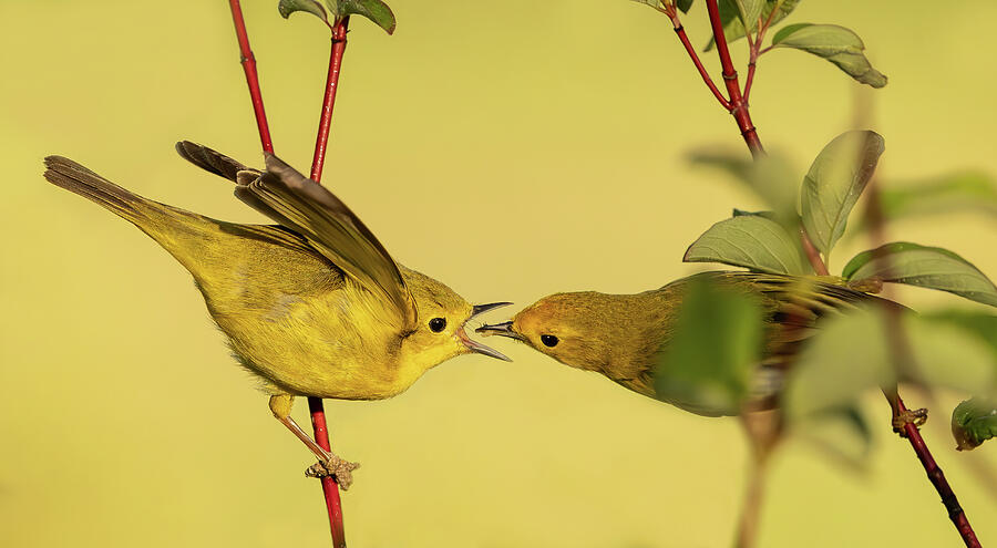 Yellow Warblers Photograph by Kent Keller - Fine Art America