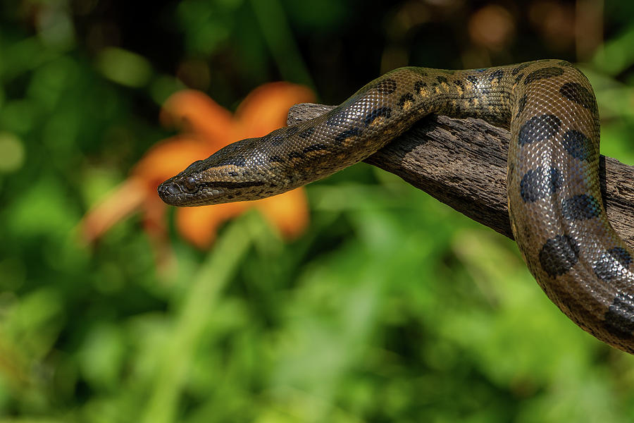 Young Anaconda 2 Photograph By Eric Albright Pixels