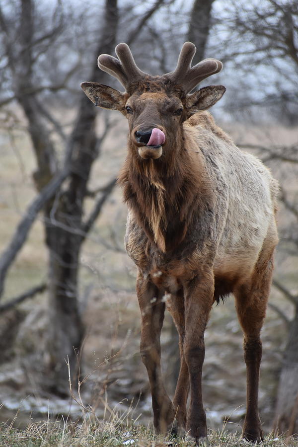 Young Cervus canadensis Photograph by Melia Marquez - Fine Art America