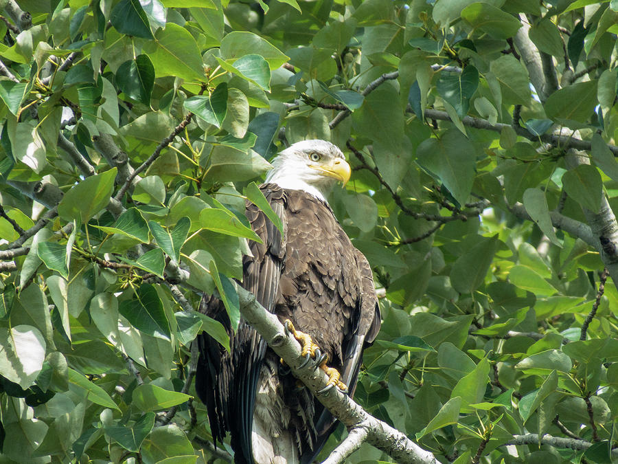 Young Eagle on the Lookout Photograph by Kenneth Gillgren - Fine Art ...