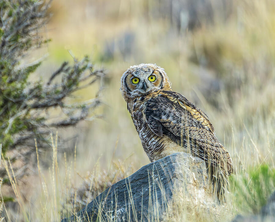 Young Great Horned Owl Photograph by Kent Keller - Fine Art America