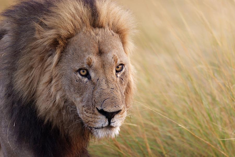 Male lion Photograph by DaBao Zi - Fine Art America