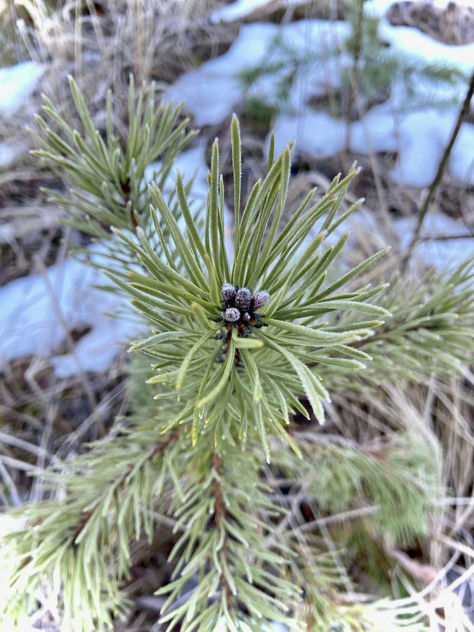 Young Spruce Photograph by Linus Svard - Fine Art America