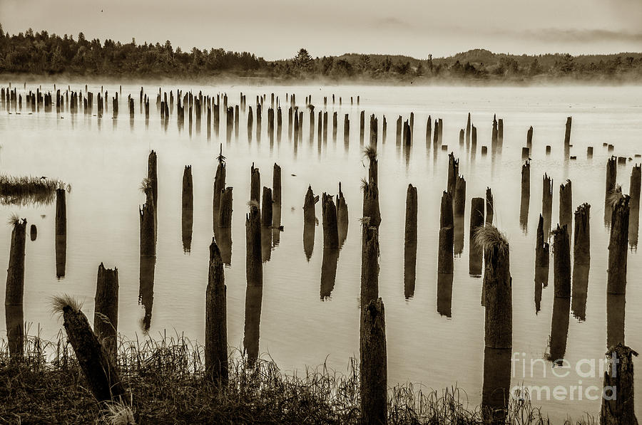 Youngs Bay Pilings Sepia Photograph By Michael Ziegler Fine Art America
