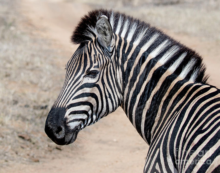 Zebra Photograph by Mark J Pyle - Fine Art America