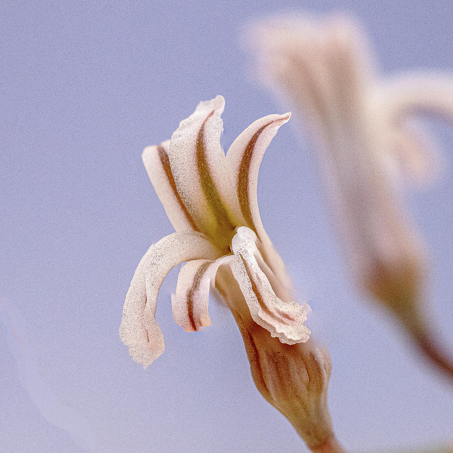 Zebra plant flower Photograph by Deane Palmer - Fine Art America
