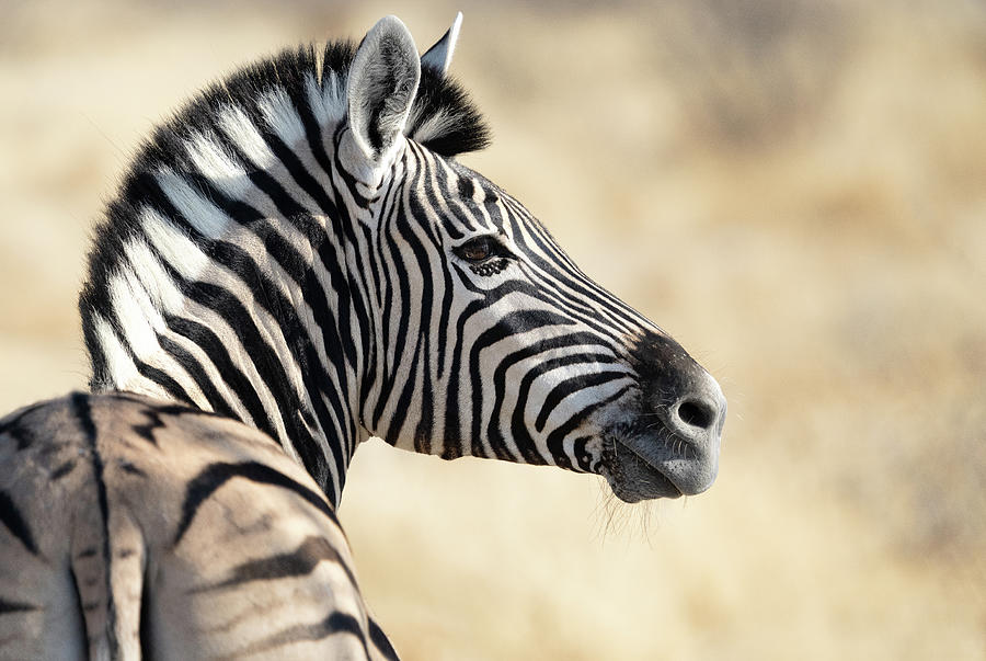 Zebra Portrait Photograph by Adele Buttolph - Fine Art America