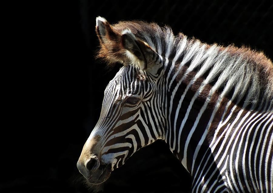 Zebra Yearling 1 Photograph by Renee' Townsend - Fine Art America